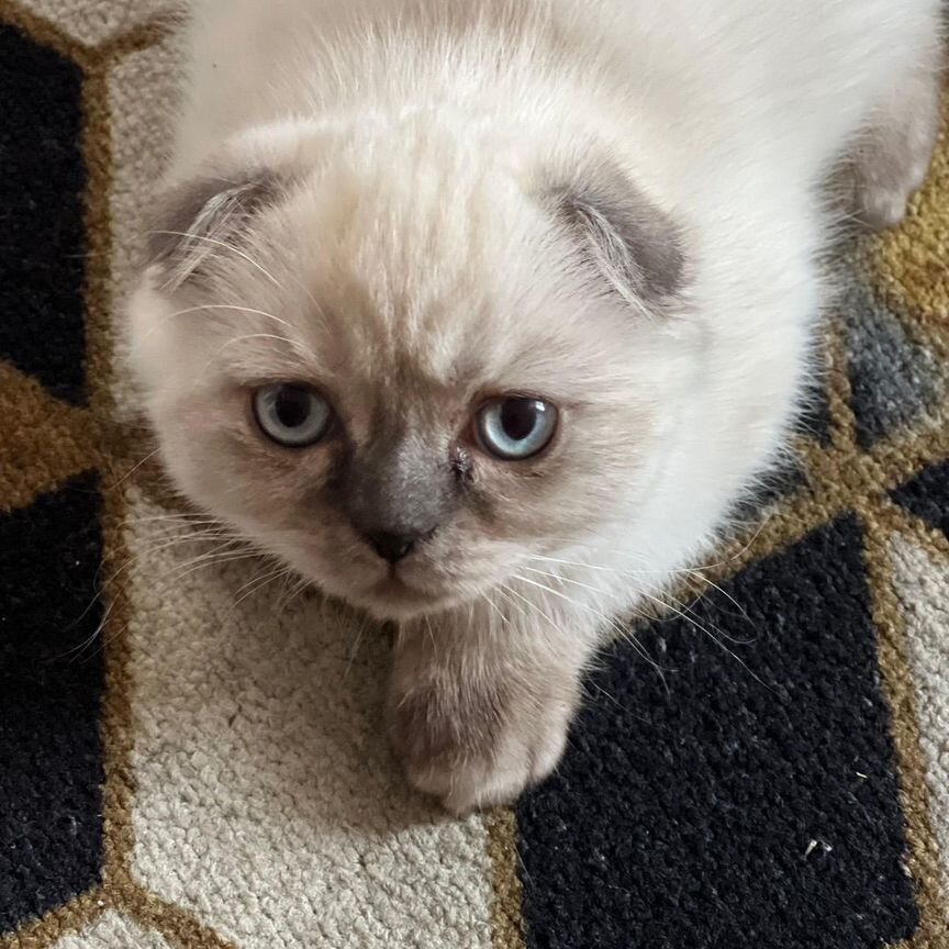 Котенок девочка
