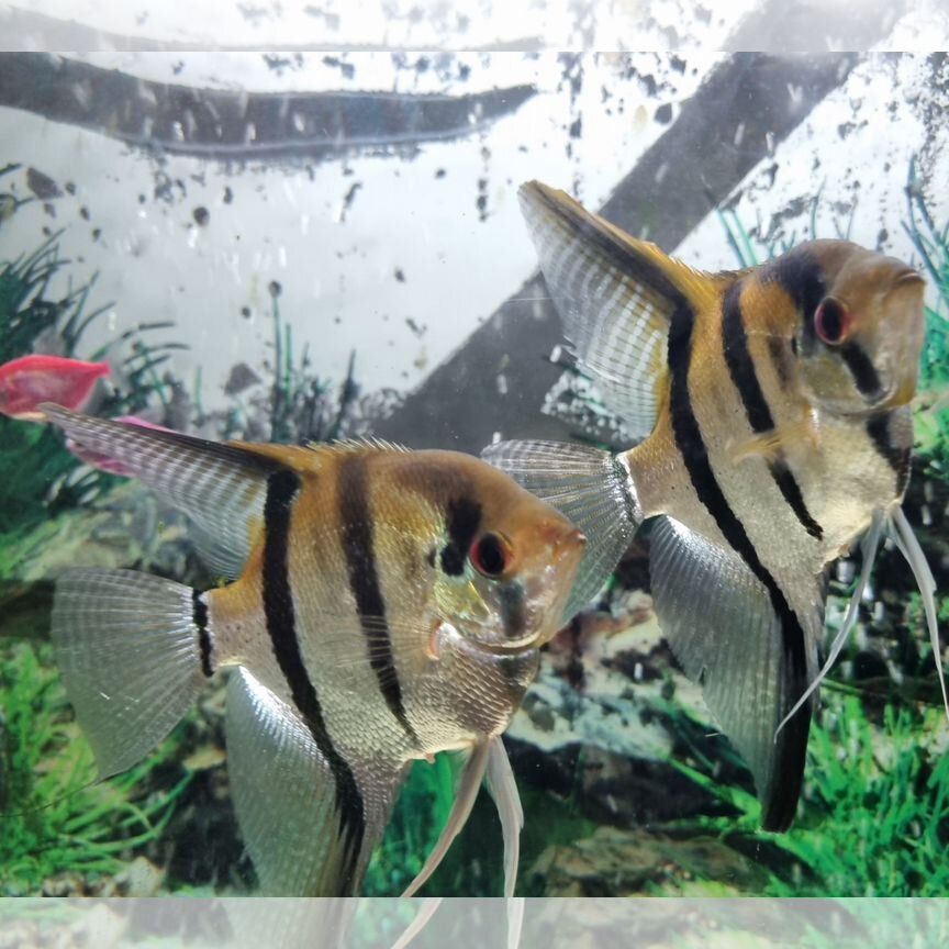 Аквариум с рыбками