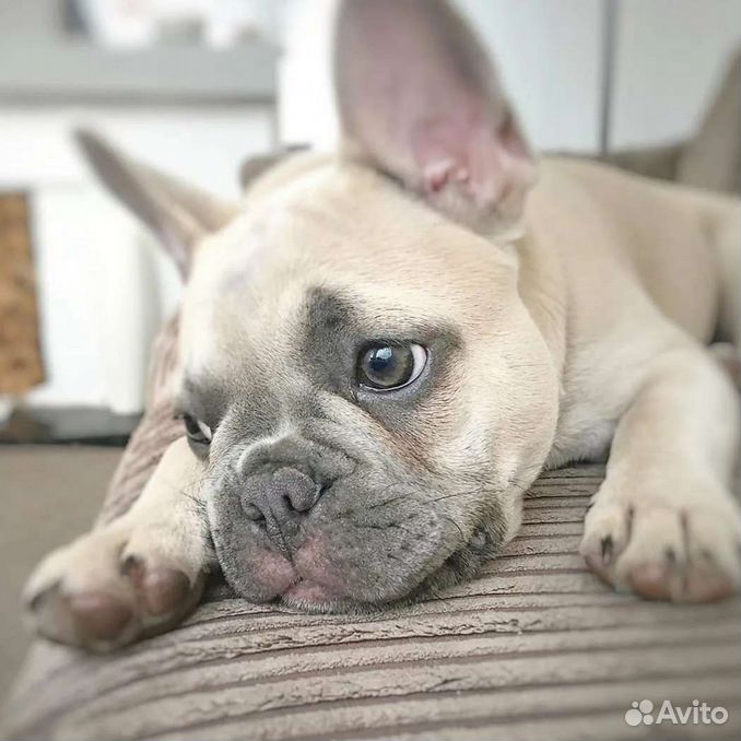 Деффчонки голубо палевые