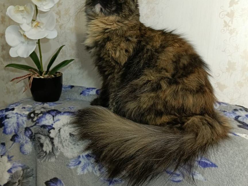 Кошечка счастье