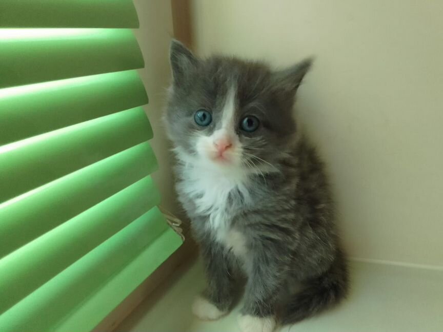 Сибирская дымка