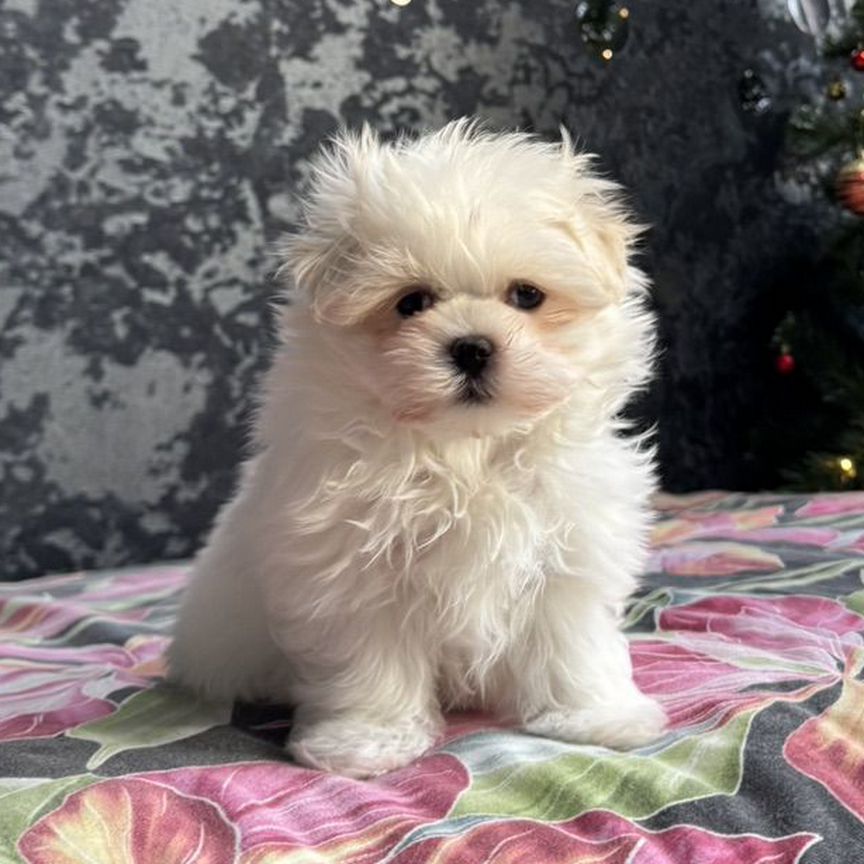 Мальтипу, щенок