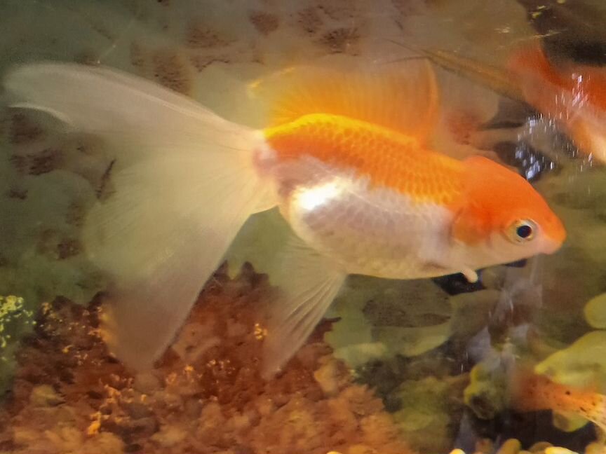 Золотая рыбка