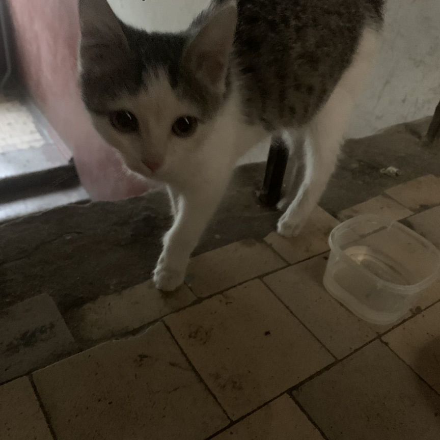 Котенок в добрые руки