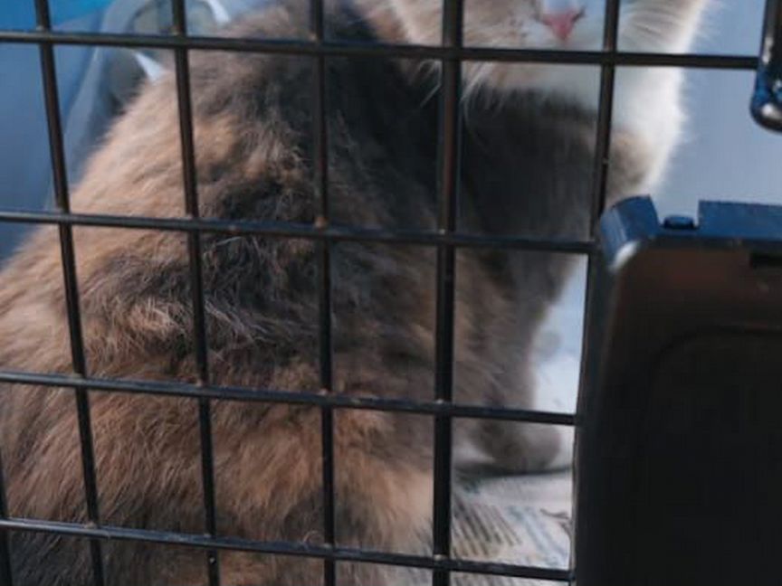 Кошка 1год умница-красавица,мышеловка(добрые руки)