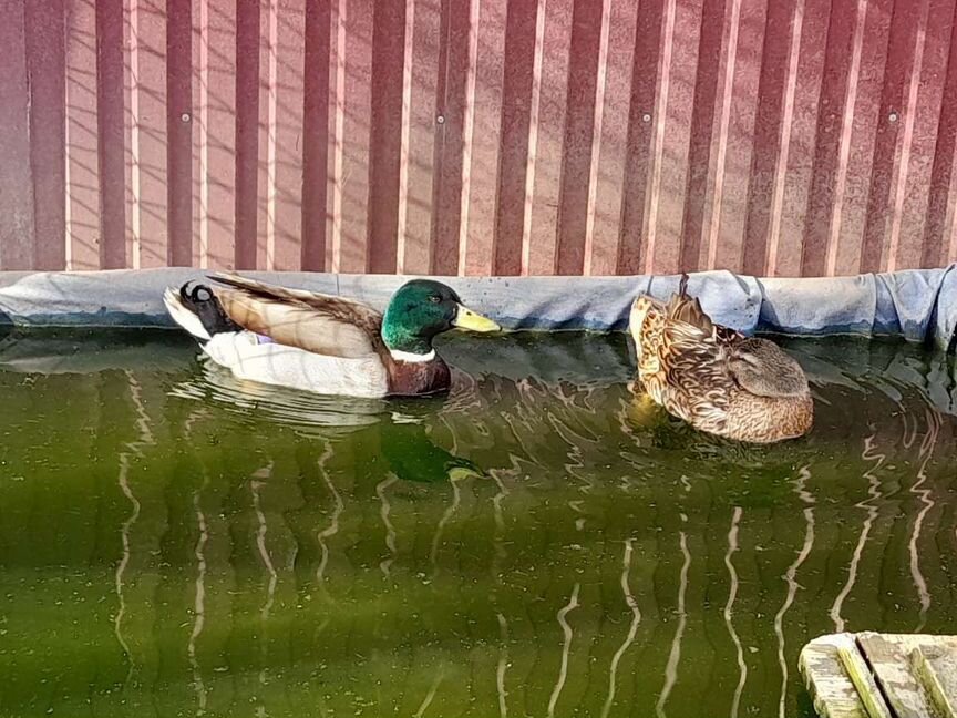 Селезень дикой утки