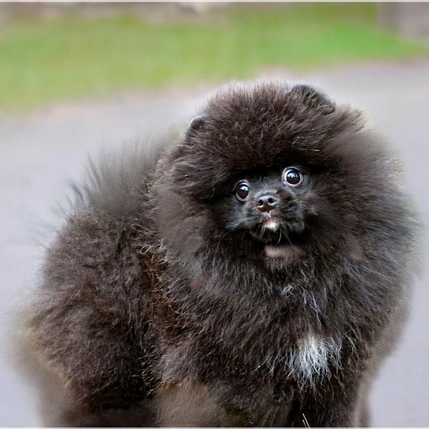 Померанский шпиц, щенок