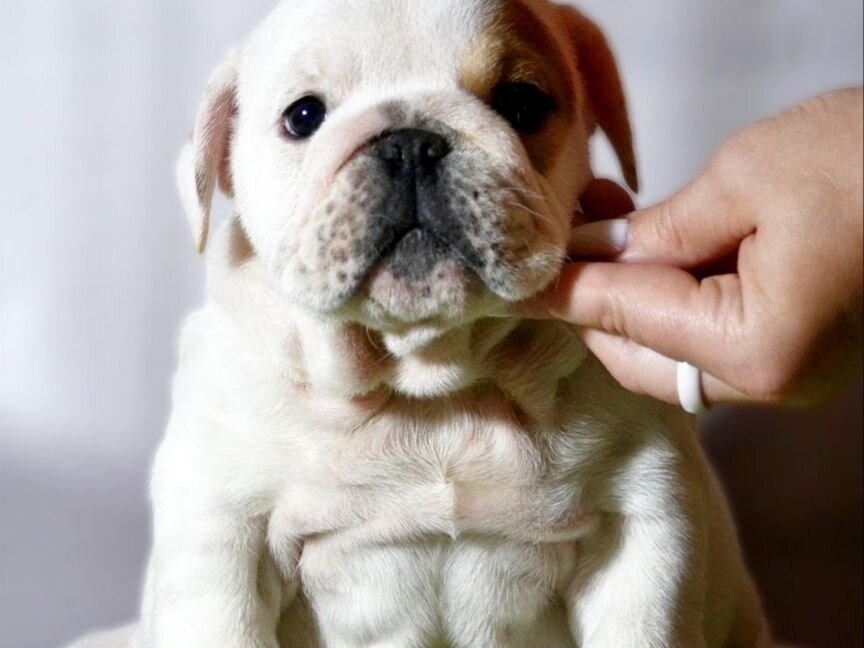 Английский бульдог