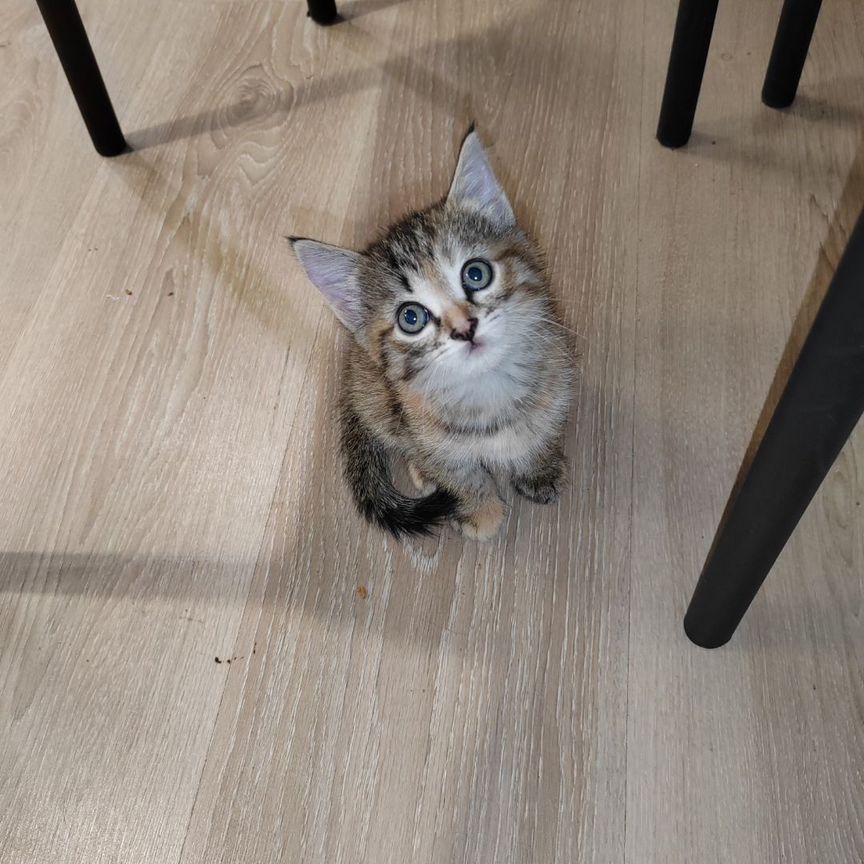 Котик Василий Васильевич