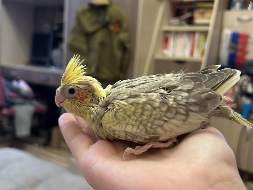 Попугай корелла птенец