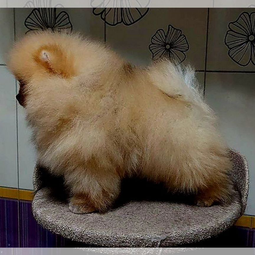 Померанский шпиц, щенок