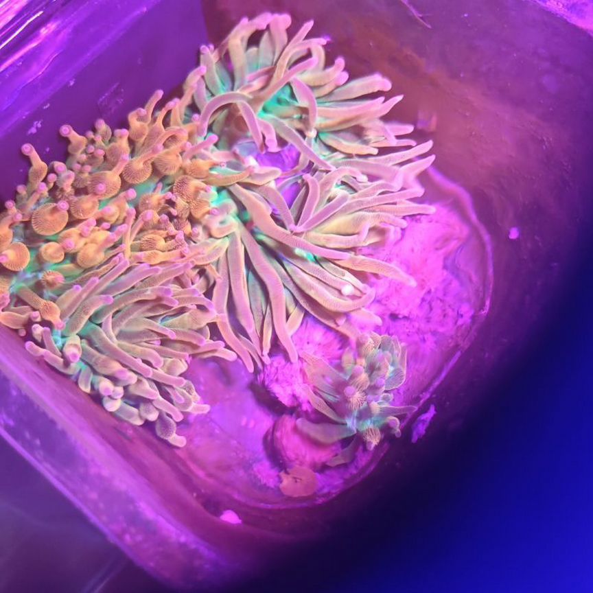 Актинии квадриколор и кораллы