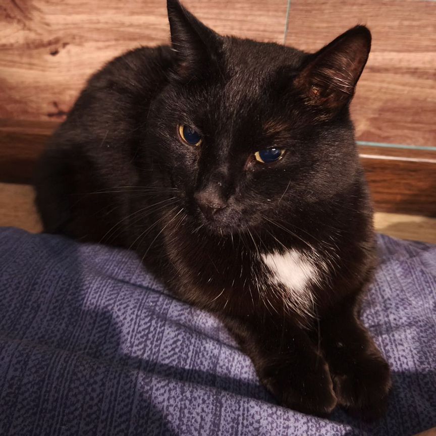 Взрослый кот в добрые руки