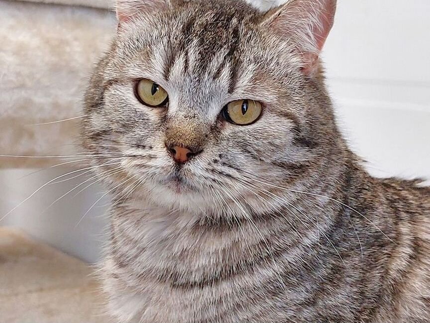 Кошка