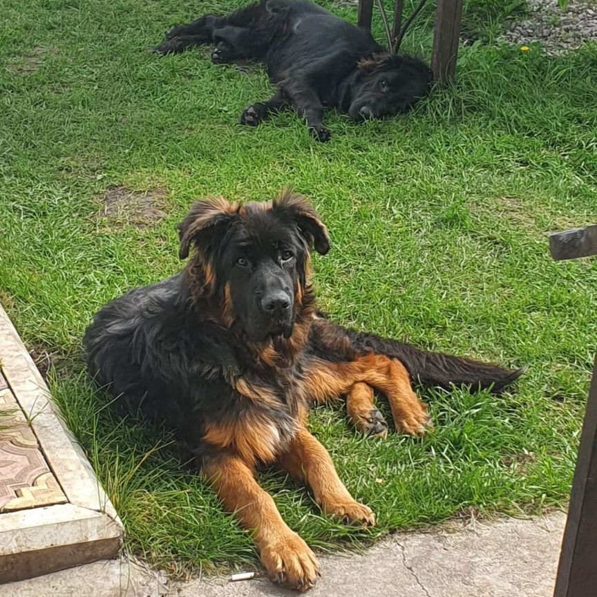 Немецкая овчарка длинношерстная