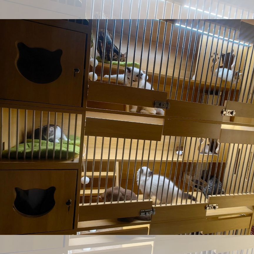 Кошачий домик