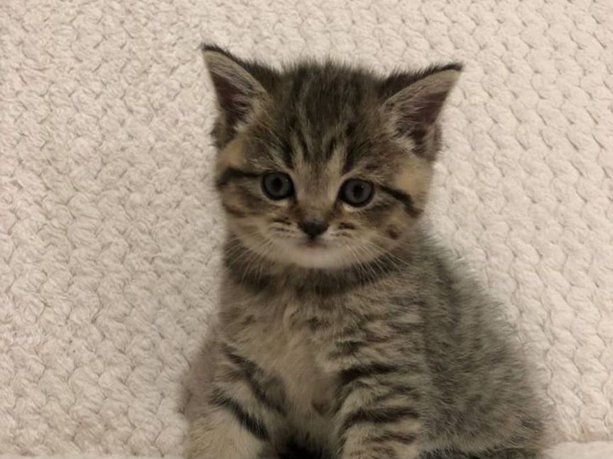 Тигрули под елочку