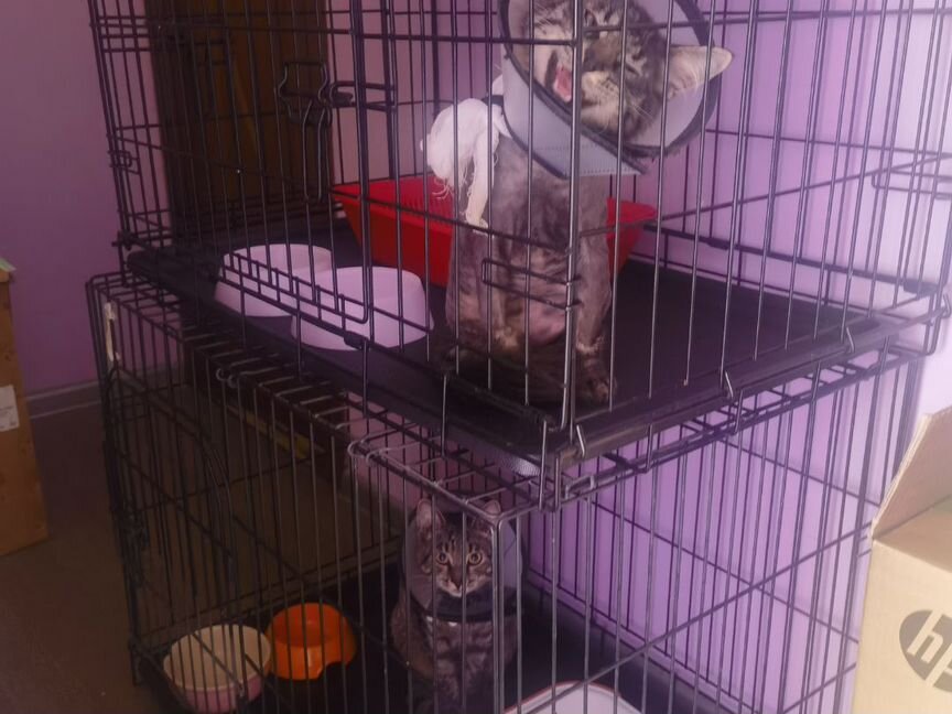 Пол года котята живут в клетке