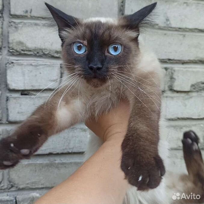 Нашли кошку Ищем дом