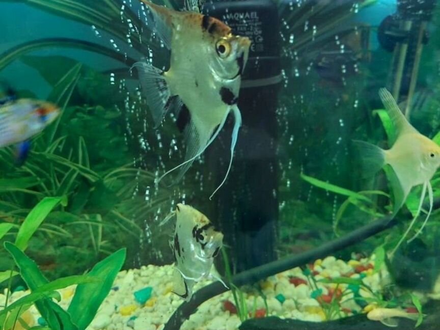 90 л аквариум с рыбками