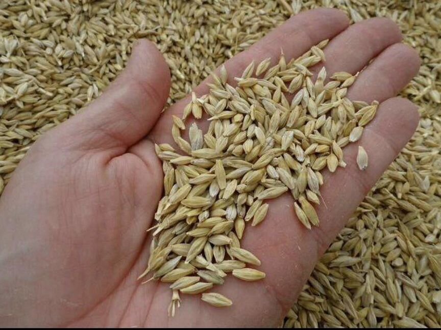 Ячмень, пщеница