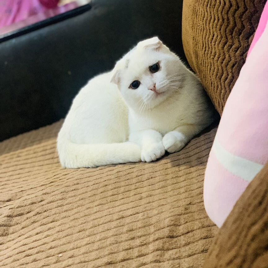 Вислоухий кот