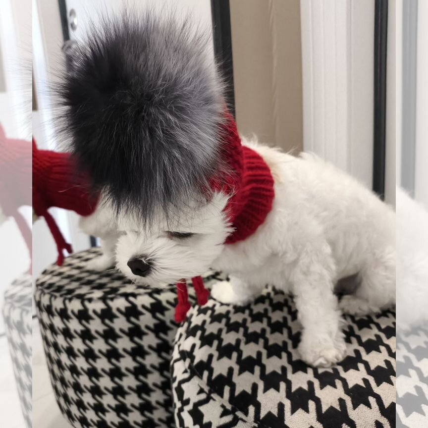 Шапка для собак мелких пород