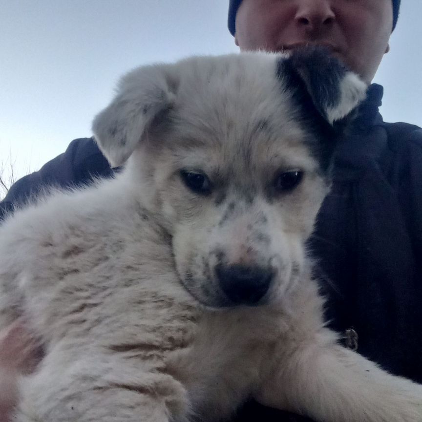 Отдам бесплатно собаку