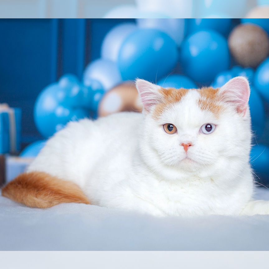 Разноглазый британский мальчик в любимцы