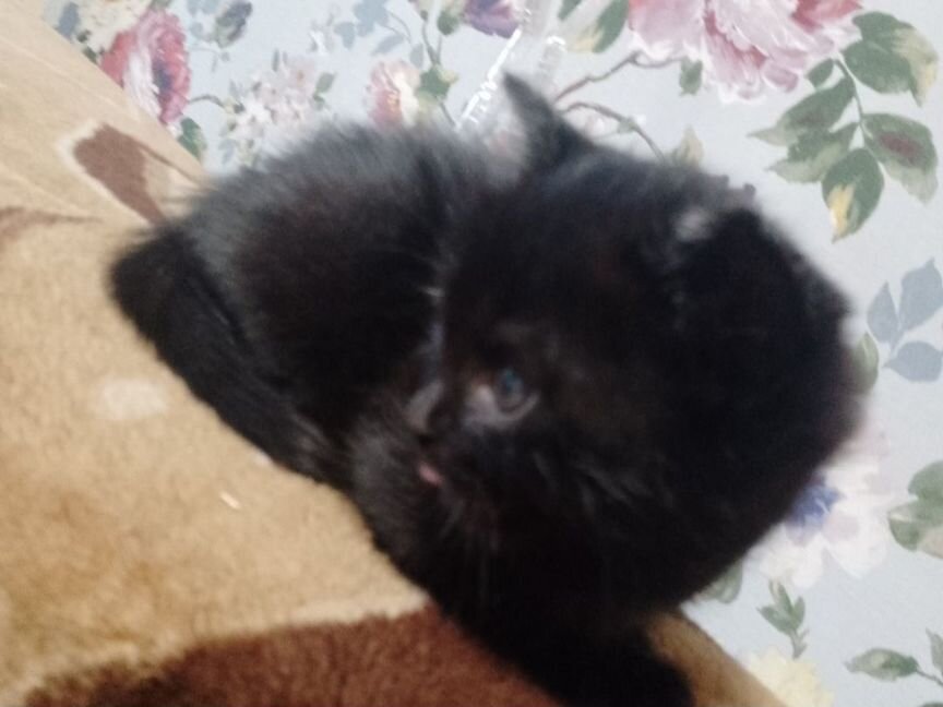 Британские котята черные