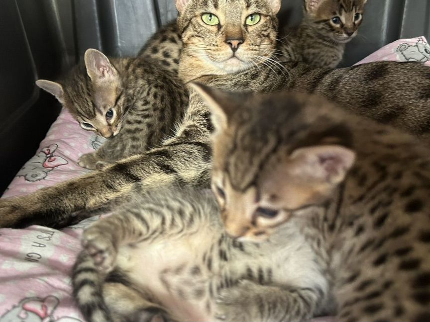 Котята саванна