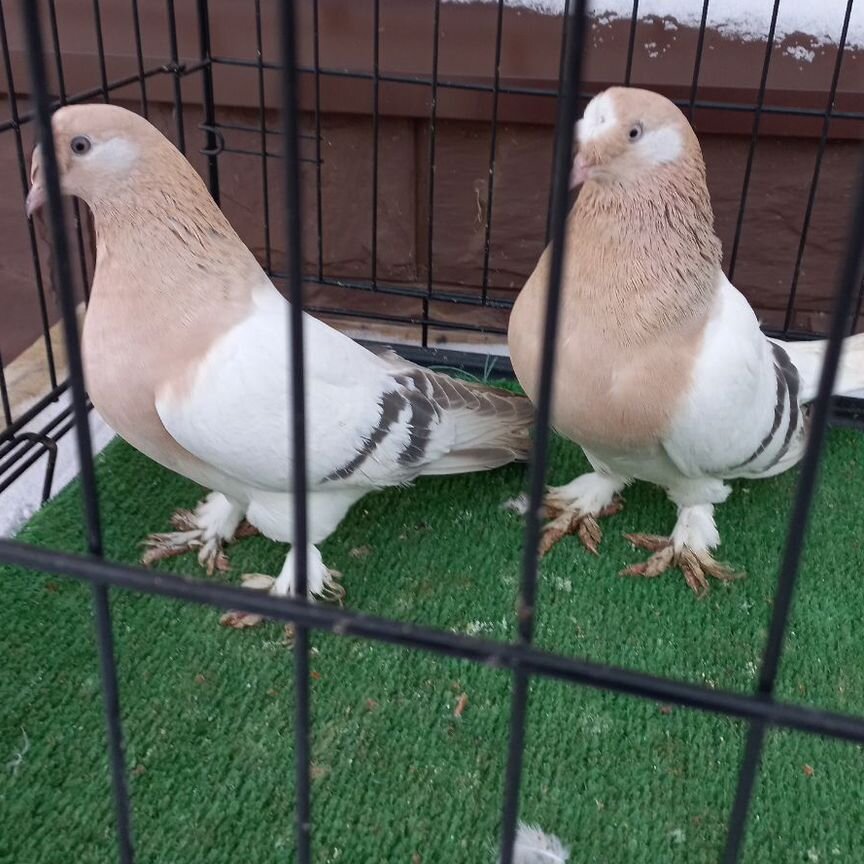 Купля продажа голубей