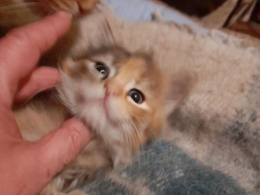 Котенок