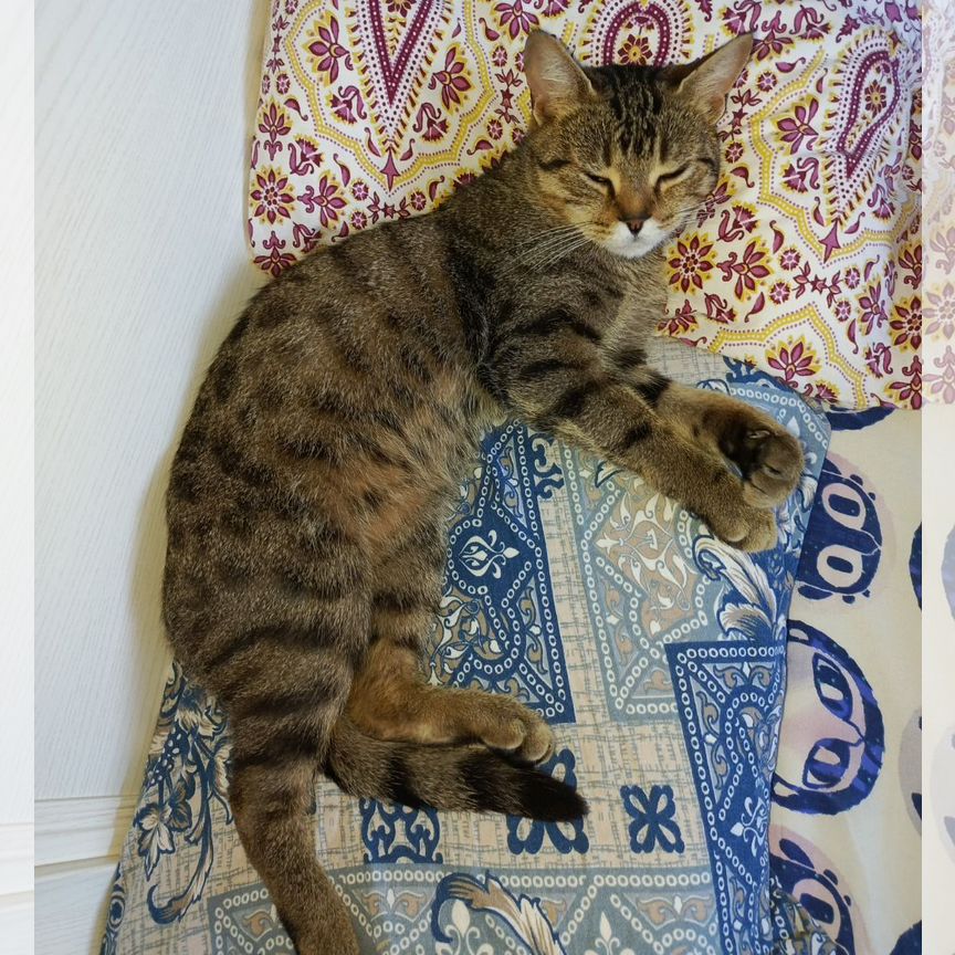 Кошечка, помесь с бенгалом