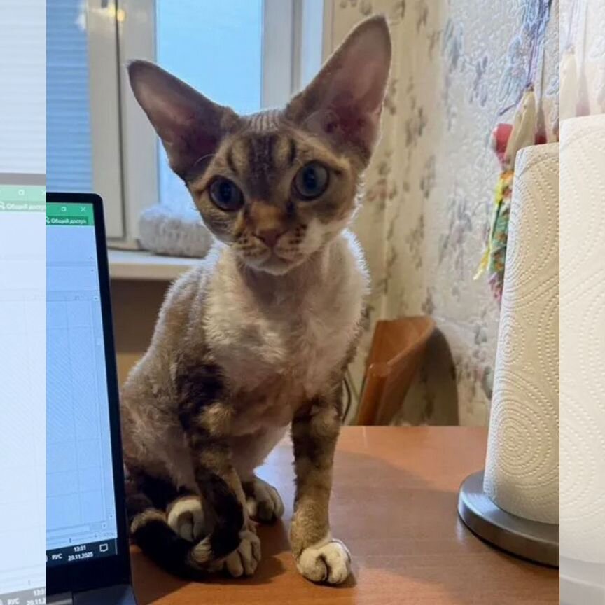 Девон-рекс котёнок