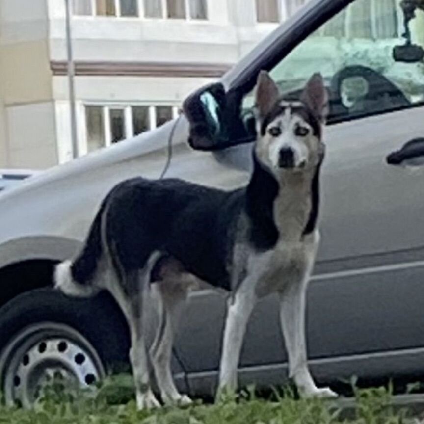 Собака в добрые руки