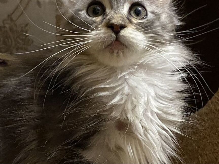 Котэ мейн-кун