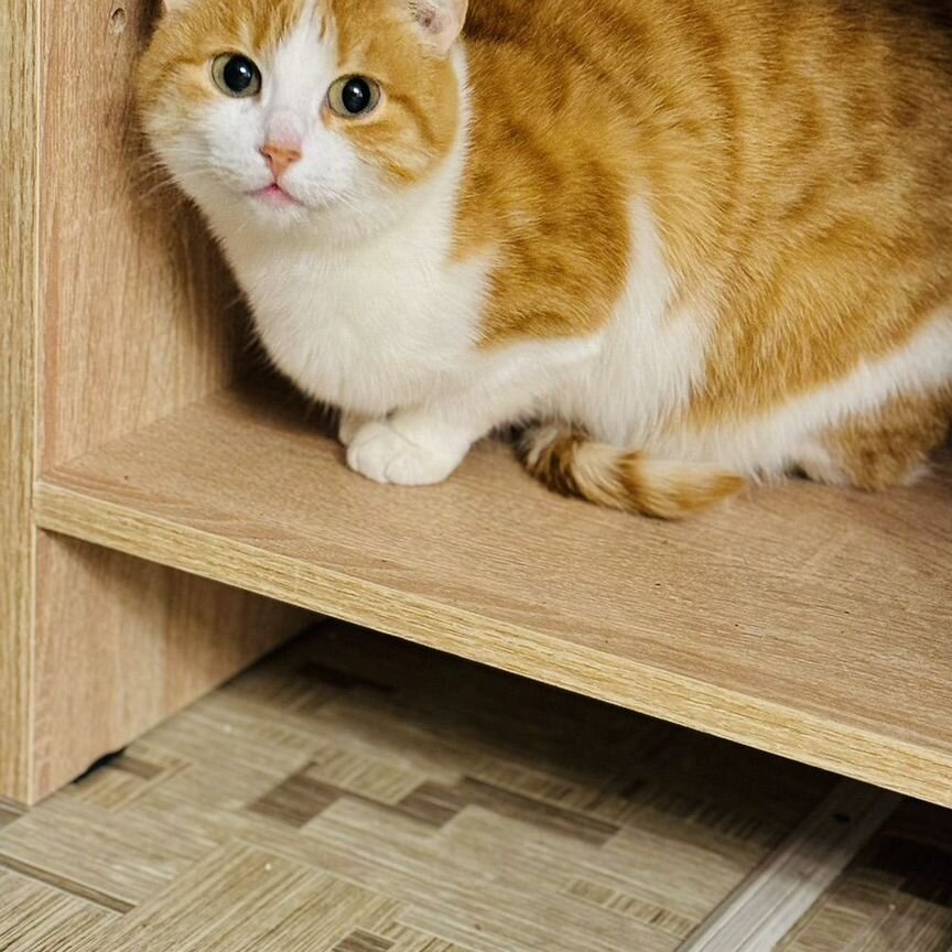 Кошка стерилизованная