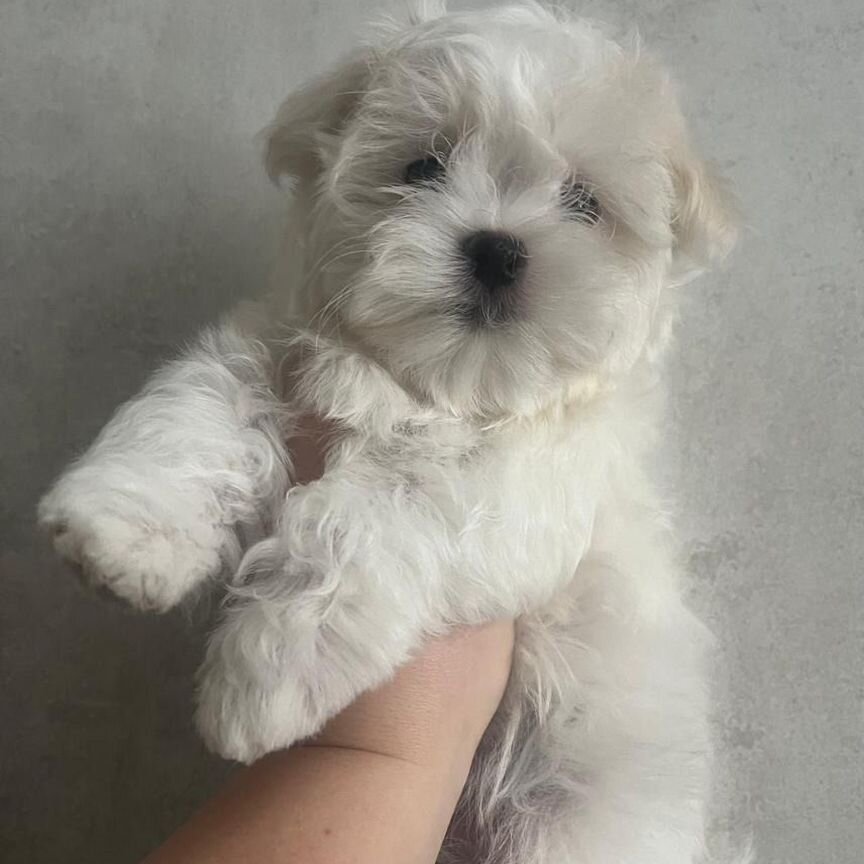 Девочка мальтийской болонки