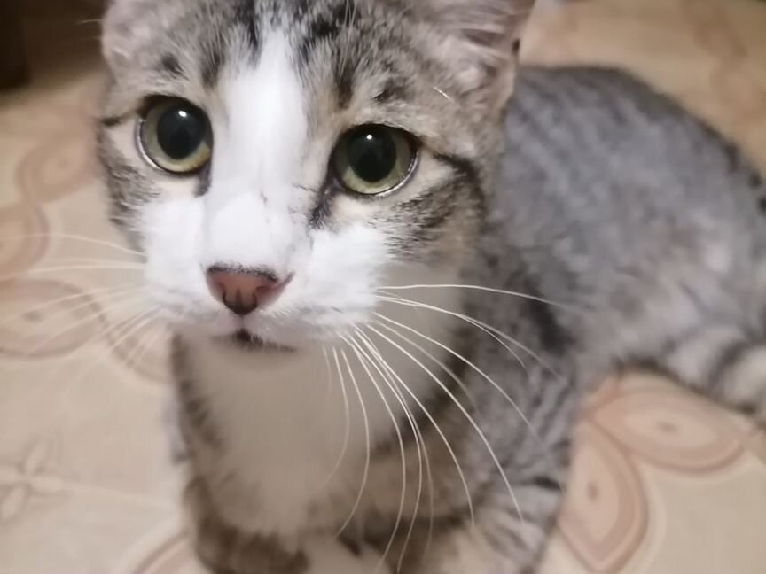 Котик подросток в добрые руки