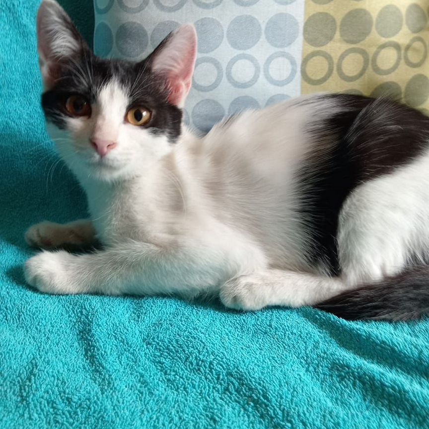 Котенок девочка привитая