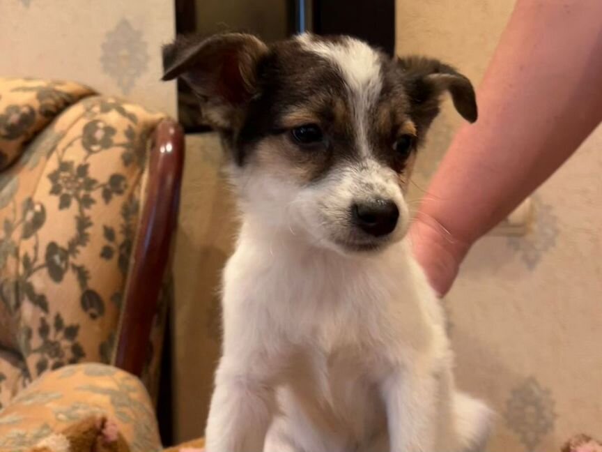 Маленькая девочка в добрые руки