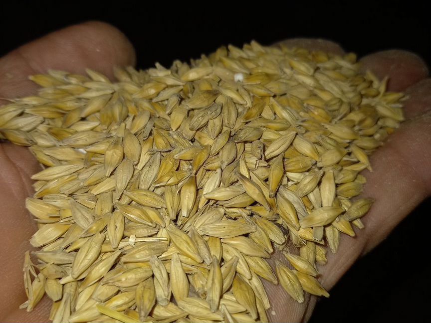 Пшеница ячмень кукуруза горох