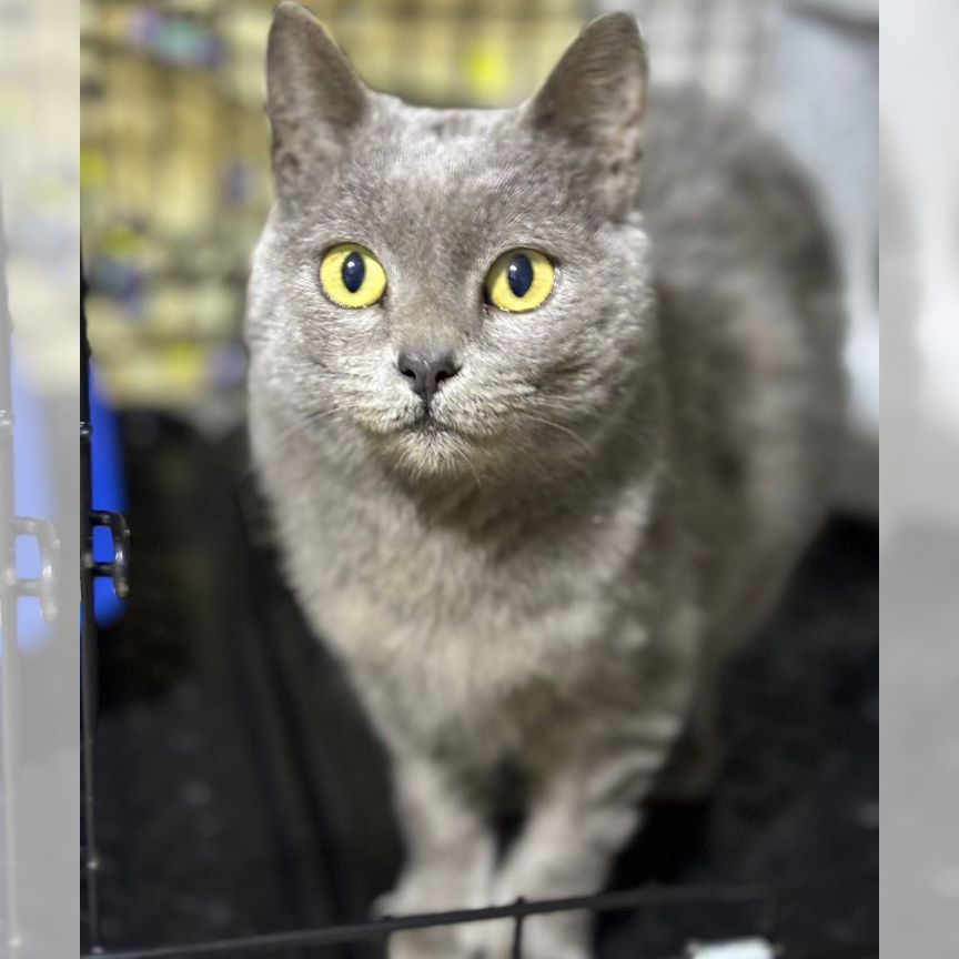 Взрослая, Девочка кошка в добрые руки