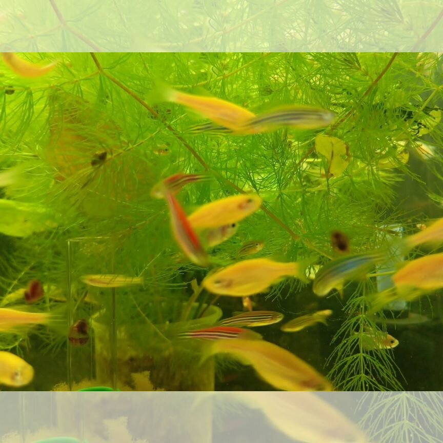 Аквариумные рыбки