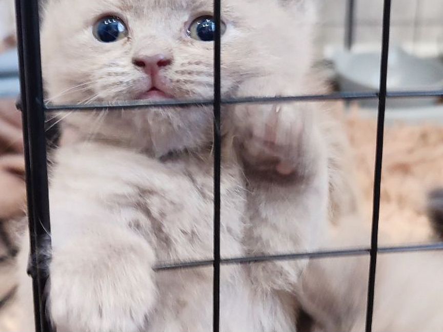 Британские котята