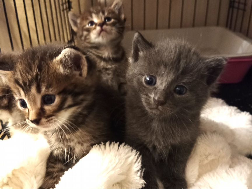 Котята 1 месяц в добрые руки