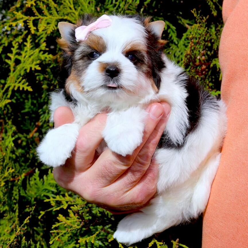 Бивер-йоркширский терьер, щенок