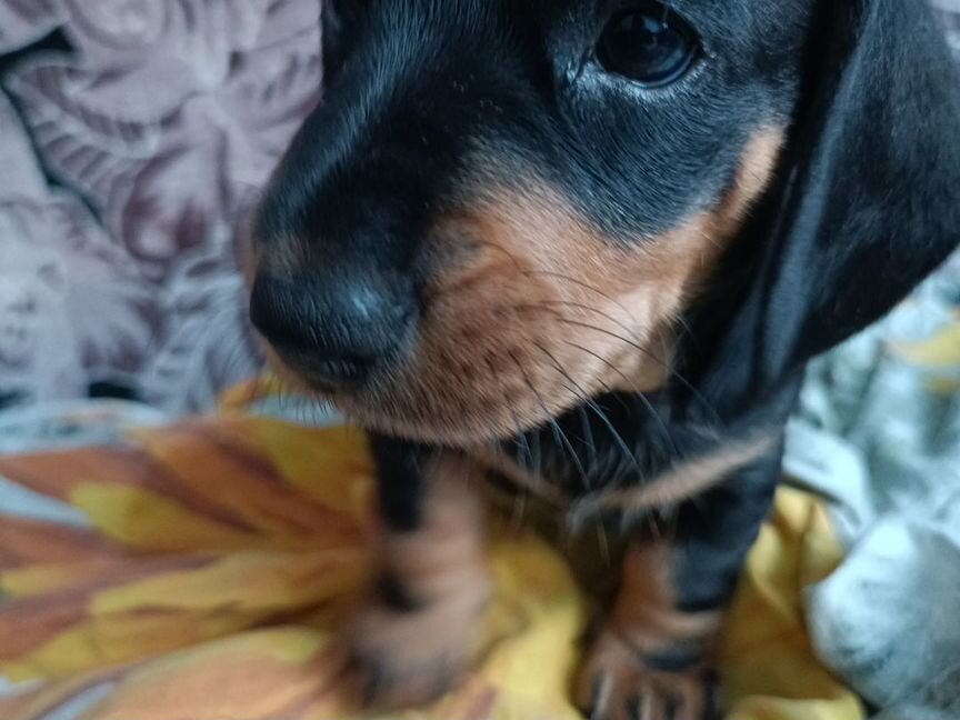 Щенки таксы