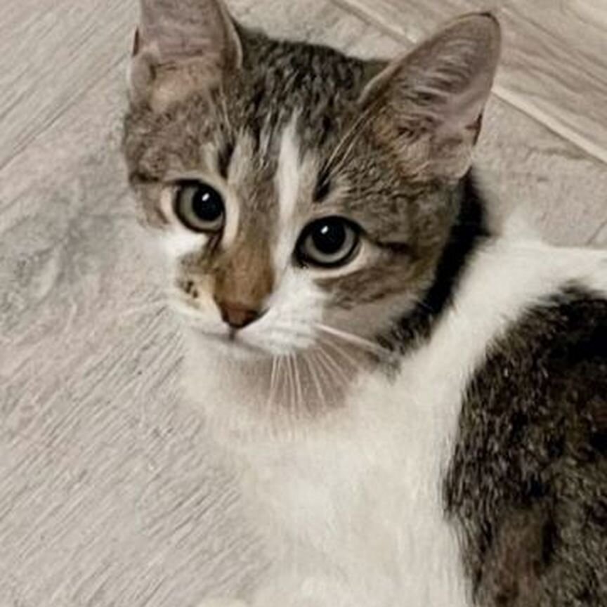 Котенок в дар